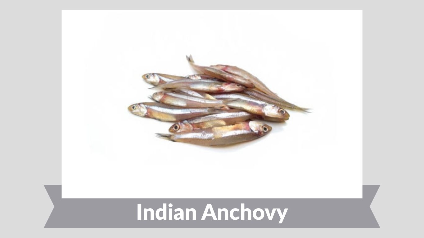 15 Different Types of Anchovy: Species Identification With Pictures
