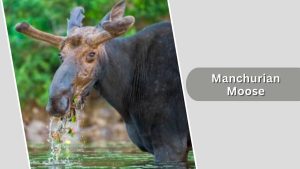 8 Types of Moose: Species, Identification, and Natural Range