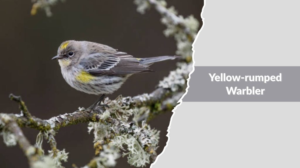 17 Types of Small Yellow and Black Bird: Identification with Pictures