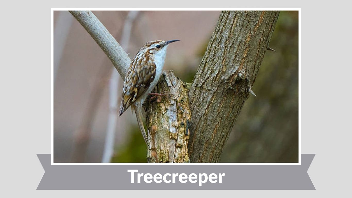 15 Types of Small Birds With Long Beaks: (ID with Pictures)