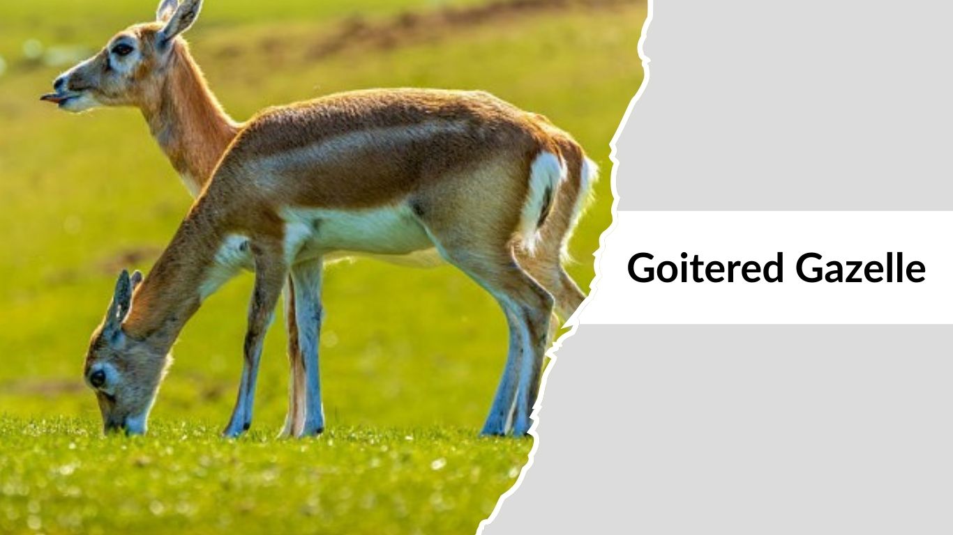 17 Types of Gazelle: Species Identification with Pictures