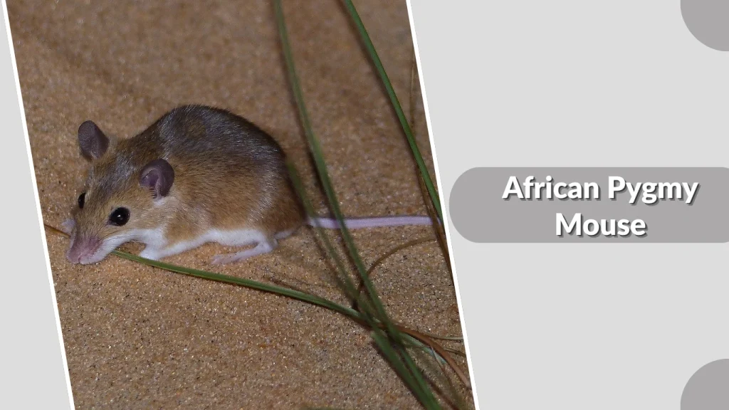 27 Common Types of Mouse: Identification with Pictures