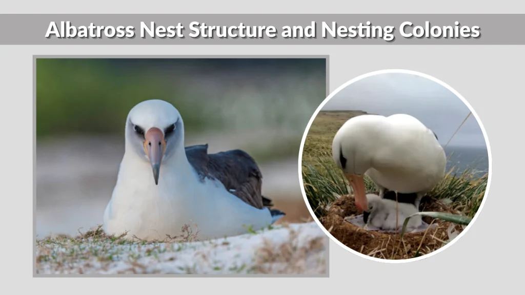 Albatross Bird: Size, Color, Egg, Nest, Baby and more with Pictures