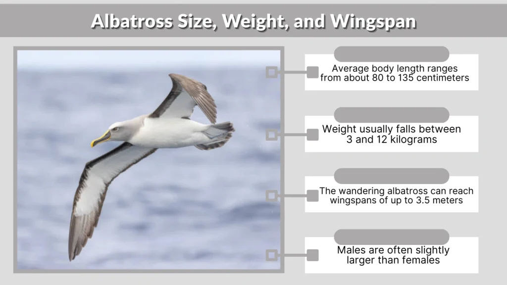 Albatross Bird: Size, Color, Egg, Nest, Baby and more with Pictures