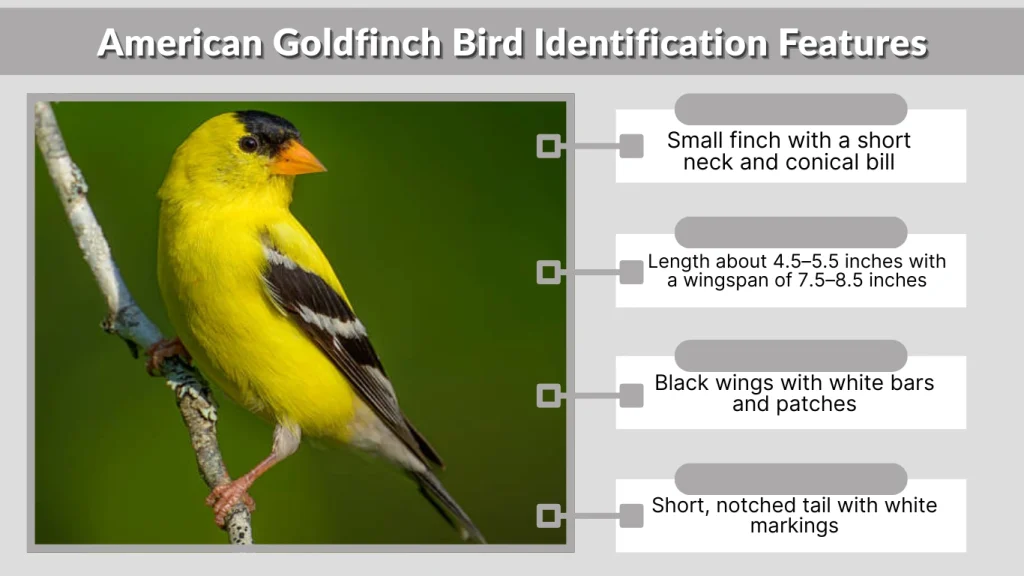 American Goldfinch Bird: Identification, Habitat, Diet & Facts