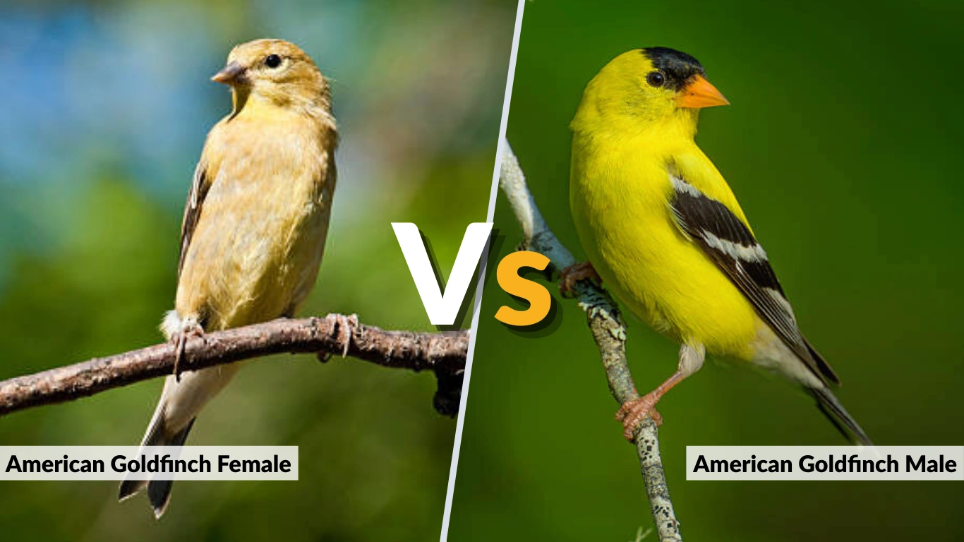 American Goldfinch Female vs Male: Key Differences
