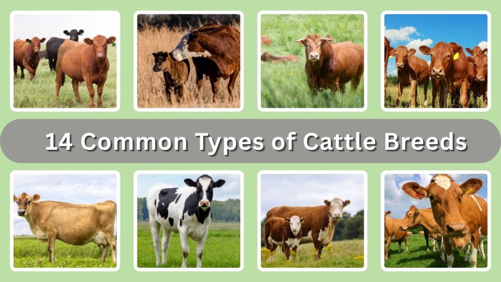 14 Common Types of Cattle Breeds: Identification with Pictures