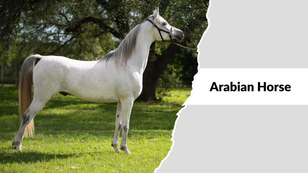 31 Common Types of Horse Breeds: Identification with Pictures