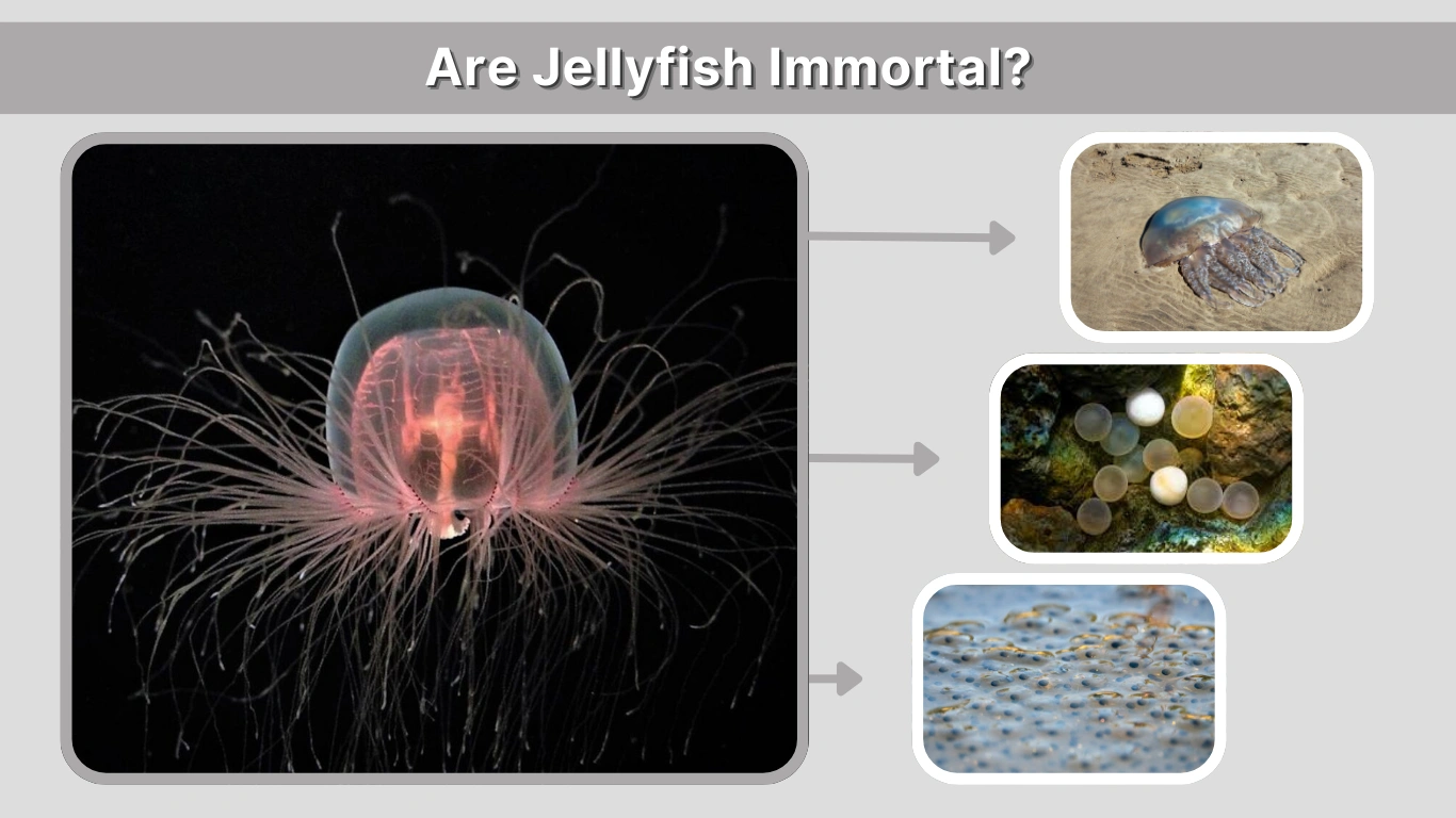 Are Jellyfish Immortal? The Truth About Jellyfish Lifespan