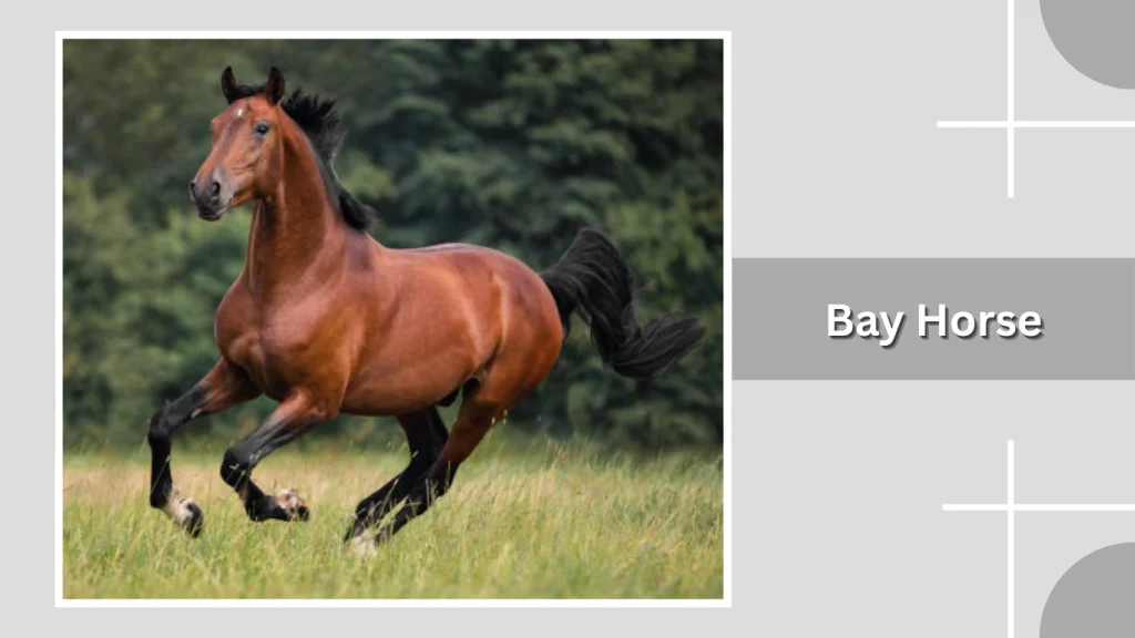 13 Common Types of Brown Horses: Identification with Pictures