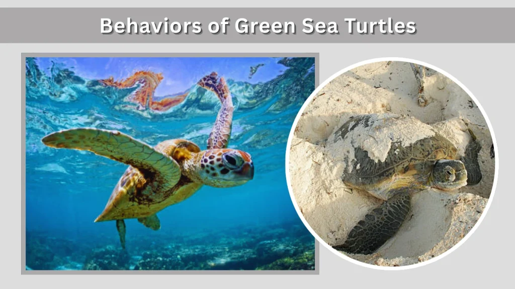 Green Sea Turtle: Diet, Habitat, Behaviors, Identification, Lifecycle ...