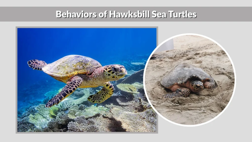 Hawksbill Sea Turtle: Diet, Habitat, Behaviors, Lifecycle, & Facts
