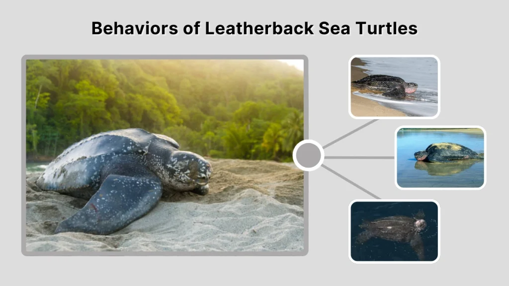 Leatherback Sea Turtles: Diet, Habitat, Behaviors, Lifecycle ...
