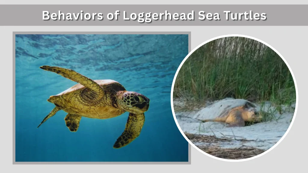 Loggerhead Sea Turtle: Diet, Habitat, Behaviors, Identification & Lifecycle
