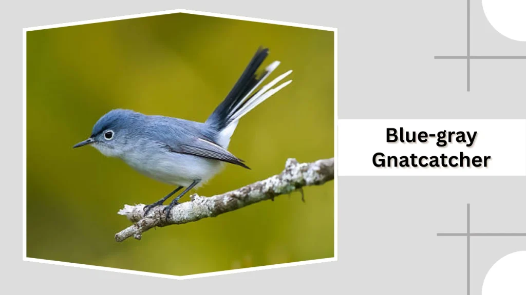 10 Types of Small Gray Bird with White Belly: ID with Picture