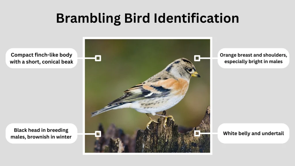 Brambling Bird Guide: Identification, Habitat, Diet & Facts