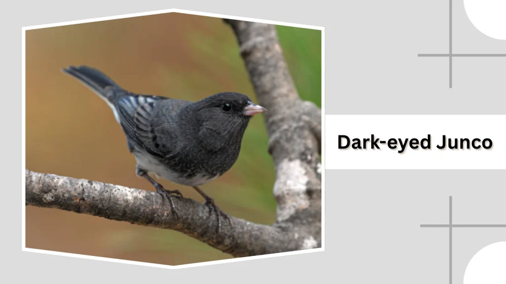 10 Types of Small Gray Bird with White Belly: ID with Picture