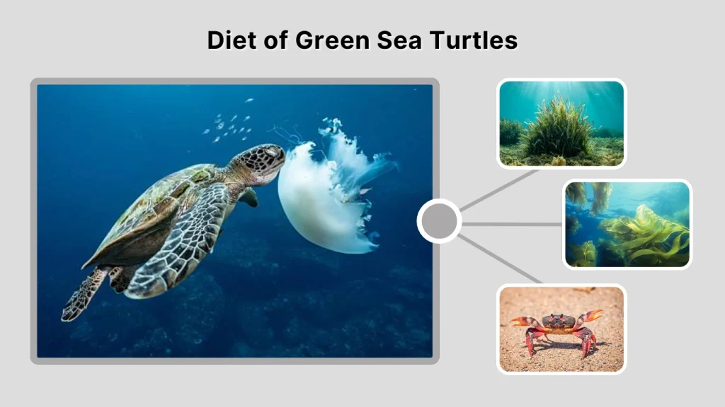 Green Sea Turtle: Diet, Habitat, Behaviors, Identification, Lifecycle ...