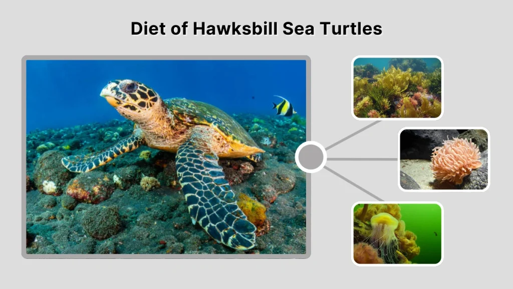Hawksbill Sea Turtle: Diet, Habitat, Behaviors, Lifecycle, & Facts