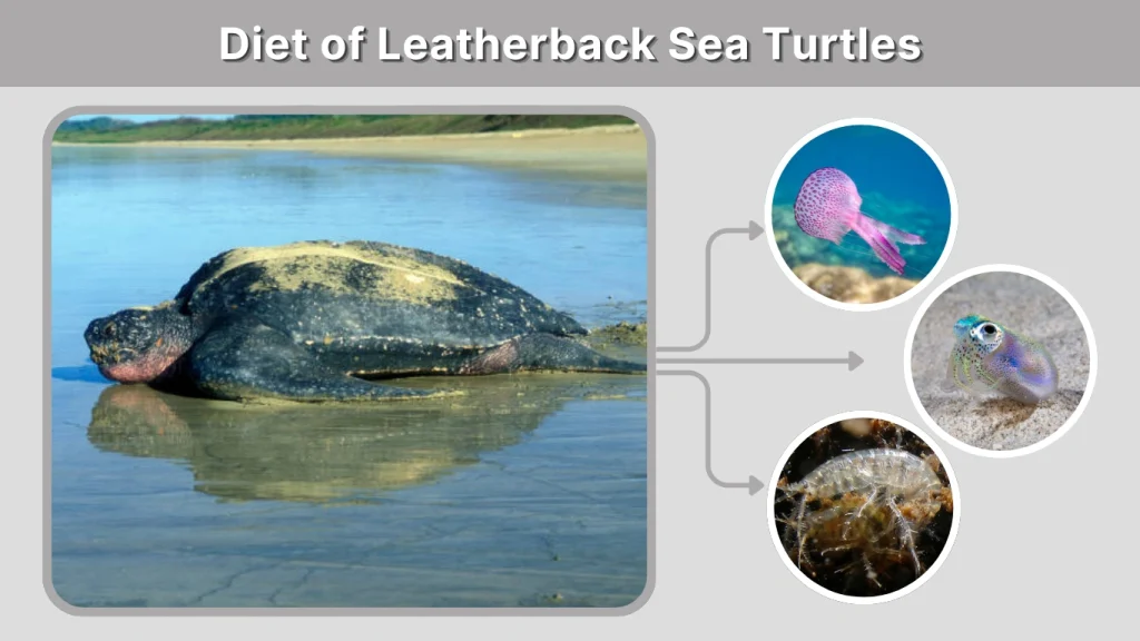 Leatherback Sea Turtles: Diet, Habitat, Behaviors, Lifecycle ...