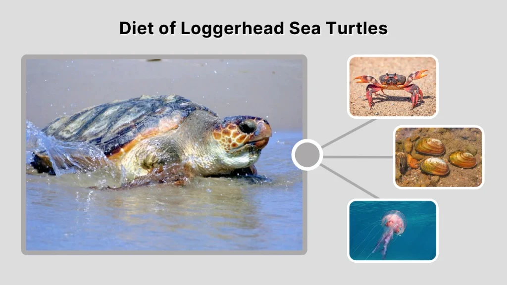 Loggerhead Sea Turtle: Diet, Habitat, Behaviors, Identification & Lifecycle