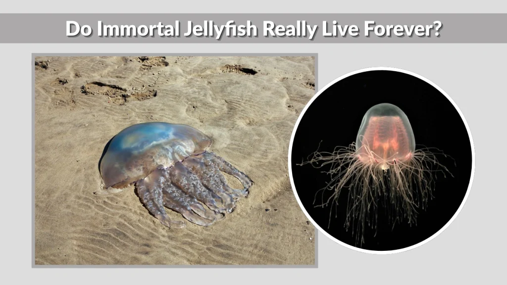 Are Jellyfish Immortal? The Truth About Jellyfish Lifespan