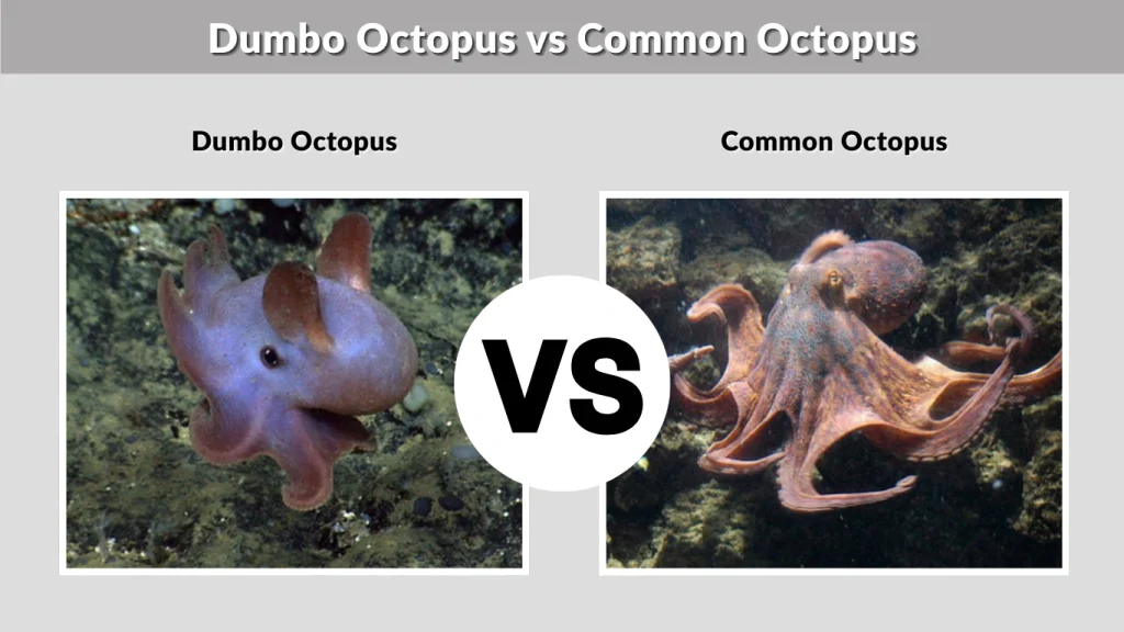 Dumbo Octopus: Habitat, Diet, Facts, and Deep-Sea Life