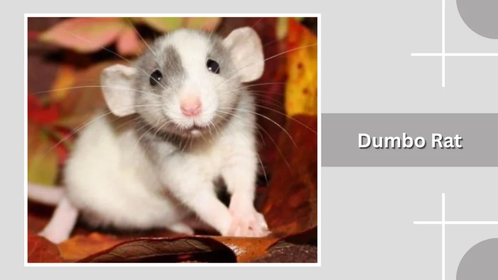 16 Types of Pet Rat: Identification with Pictures