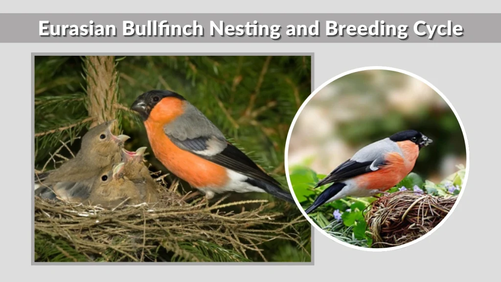 Eurasian Bullfinch: Identification, Diet, Habitat & Facts