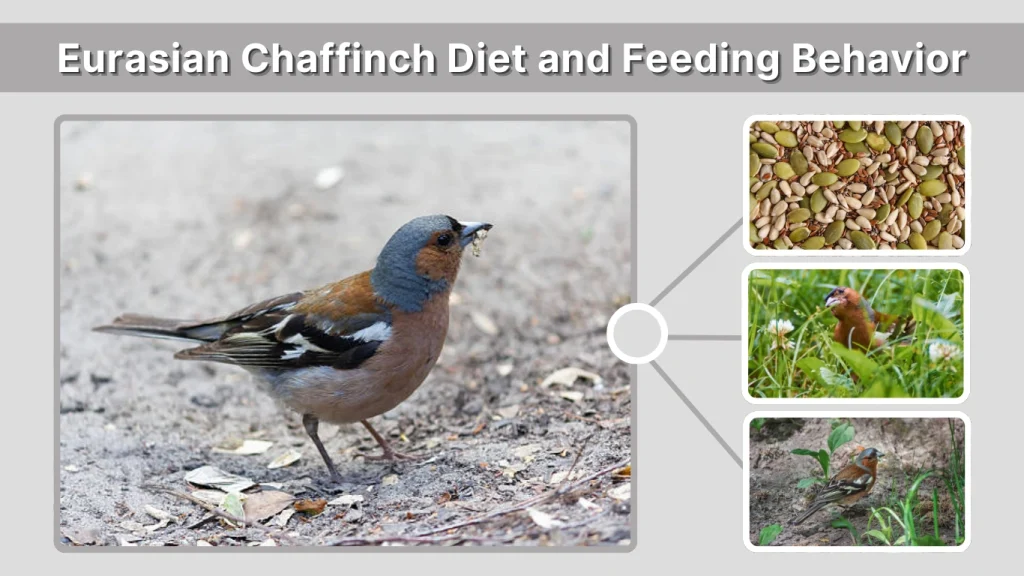 Eurasian Chaffinch (Fringilla coelebs): Identification, Habitat, Diet ...