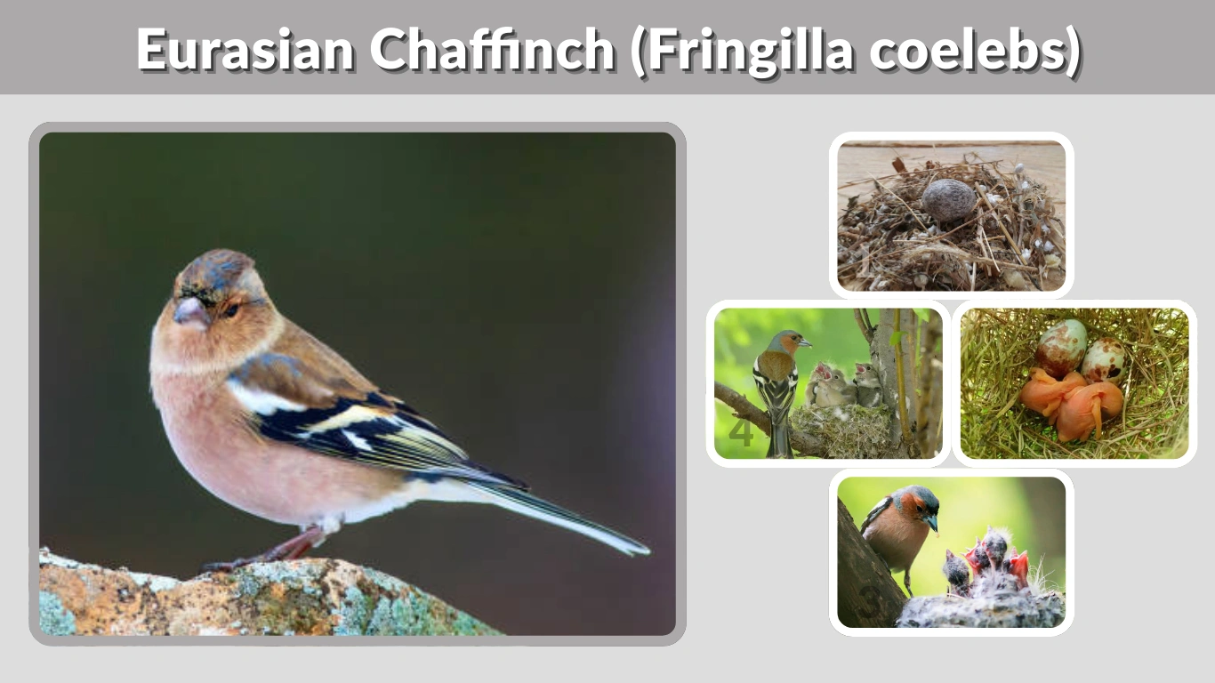 Eurasian Chaffinch (Fringilla coelebs): Identification, Habitat, Diet ...