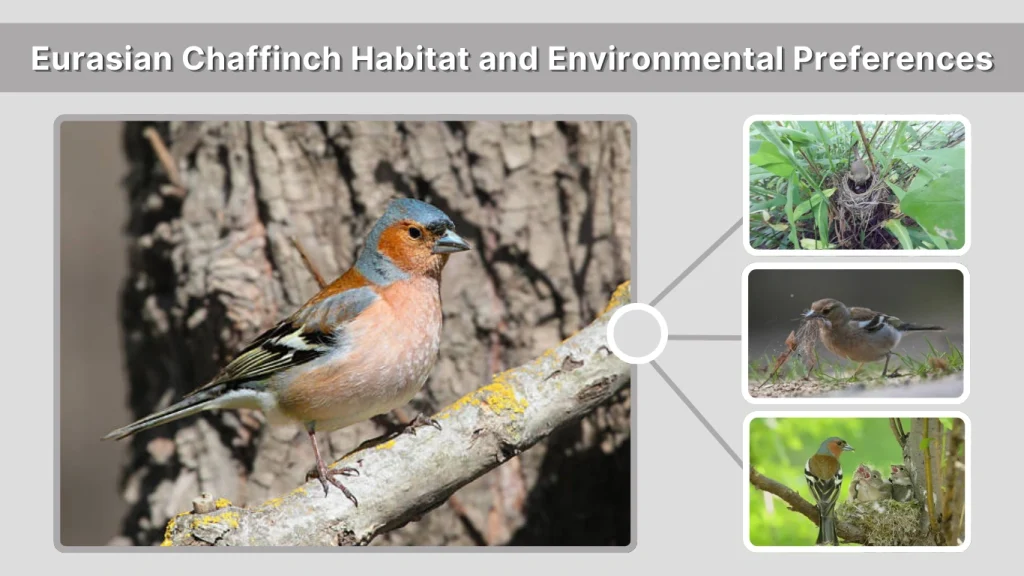 Eurasian Chaffinch (Fringilla coelebs): Identification, Habitat, Diet ...