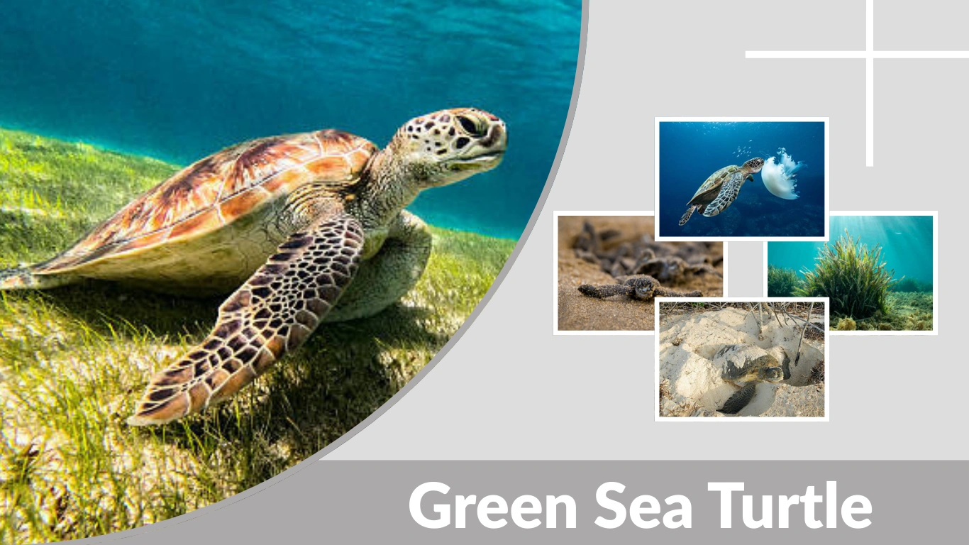 Green Sea Turtle: Diet, Habitat, Behaviors, Identification, Lifecycle ...