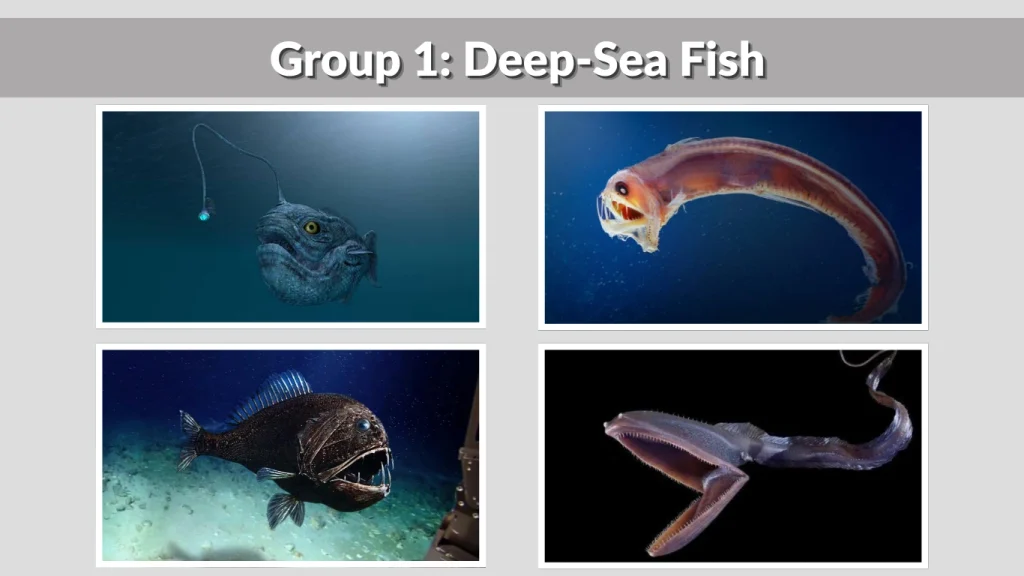 100 Deep Sea Animals List: Names, Groups with Pictures