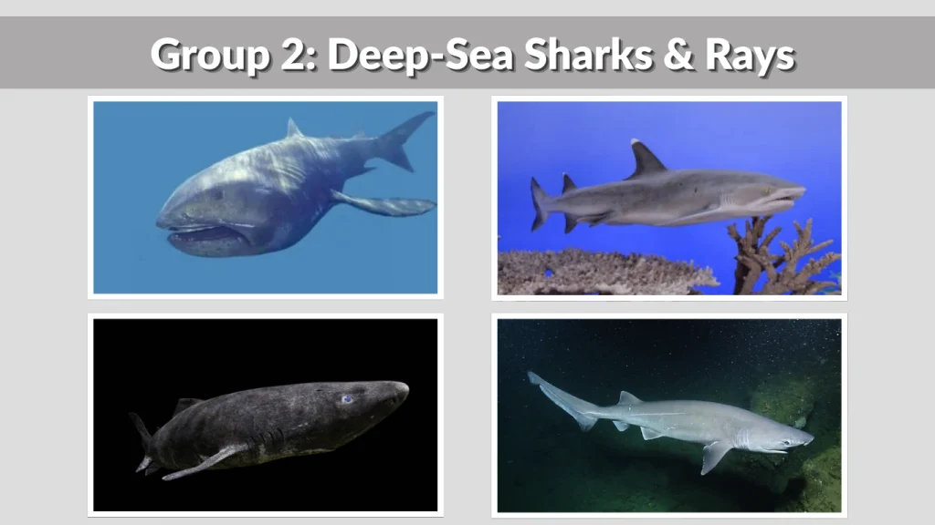100 Deep Sea Animals List: Names, Groups with Pictures