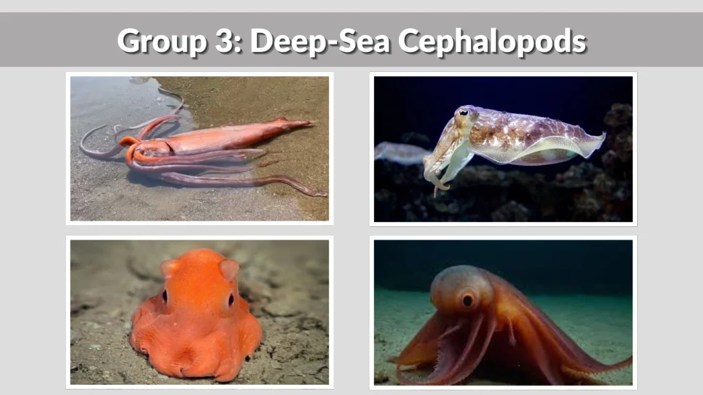 100 Deep Sea Animals List: Names, Groups with Pictures