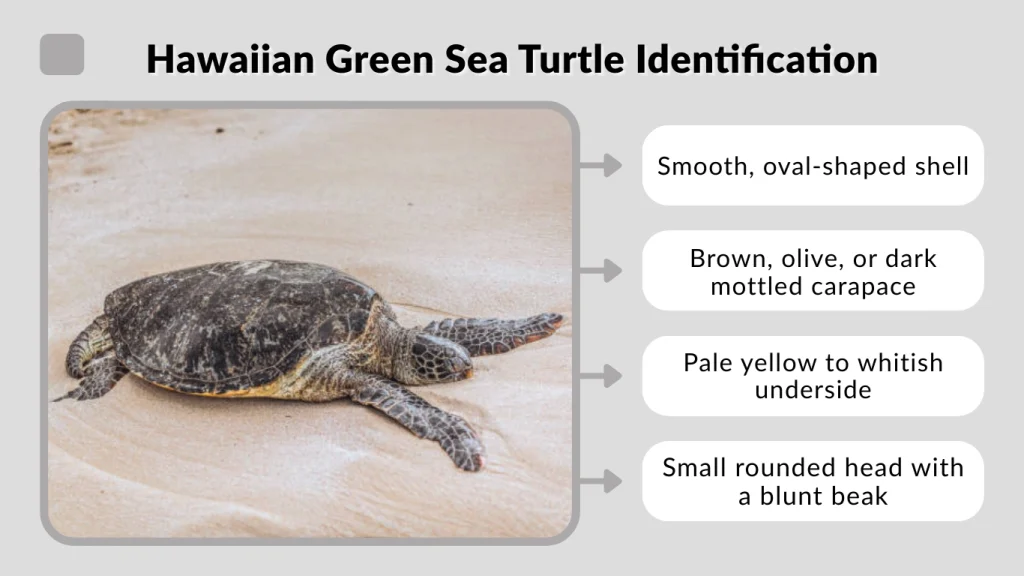 Hawaiian Green Sea Turtle: Facts, Habitat, Diet & Conservation