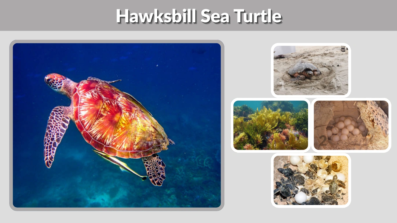 Hawksbill Sea Turtle: Diet, Habitat, Behaviors, Lifecycle, & Facts