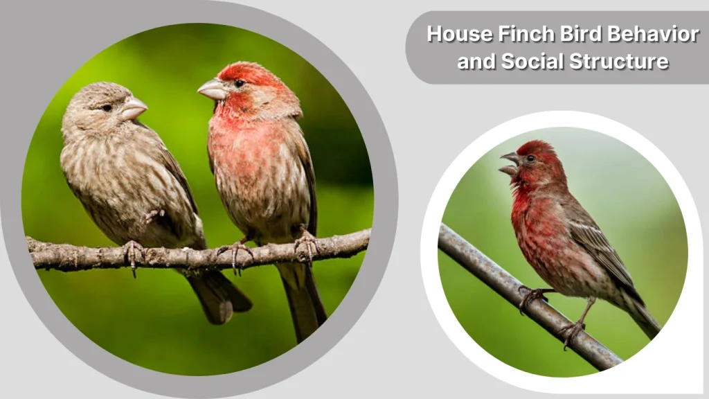 House Finch Bird: Nest, Egg, Baby, Habitat, Beheviores, etc