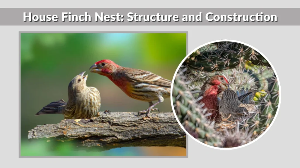 House Finch Bird: Nest, Egg, Baby, Habitat, Beheviores, etc