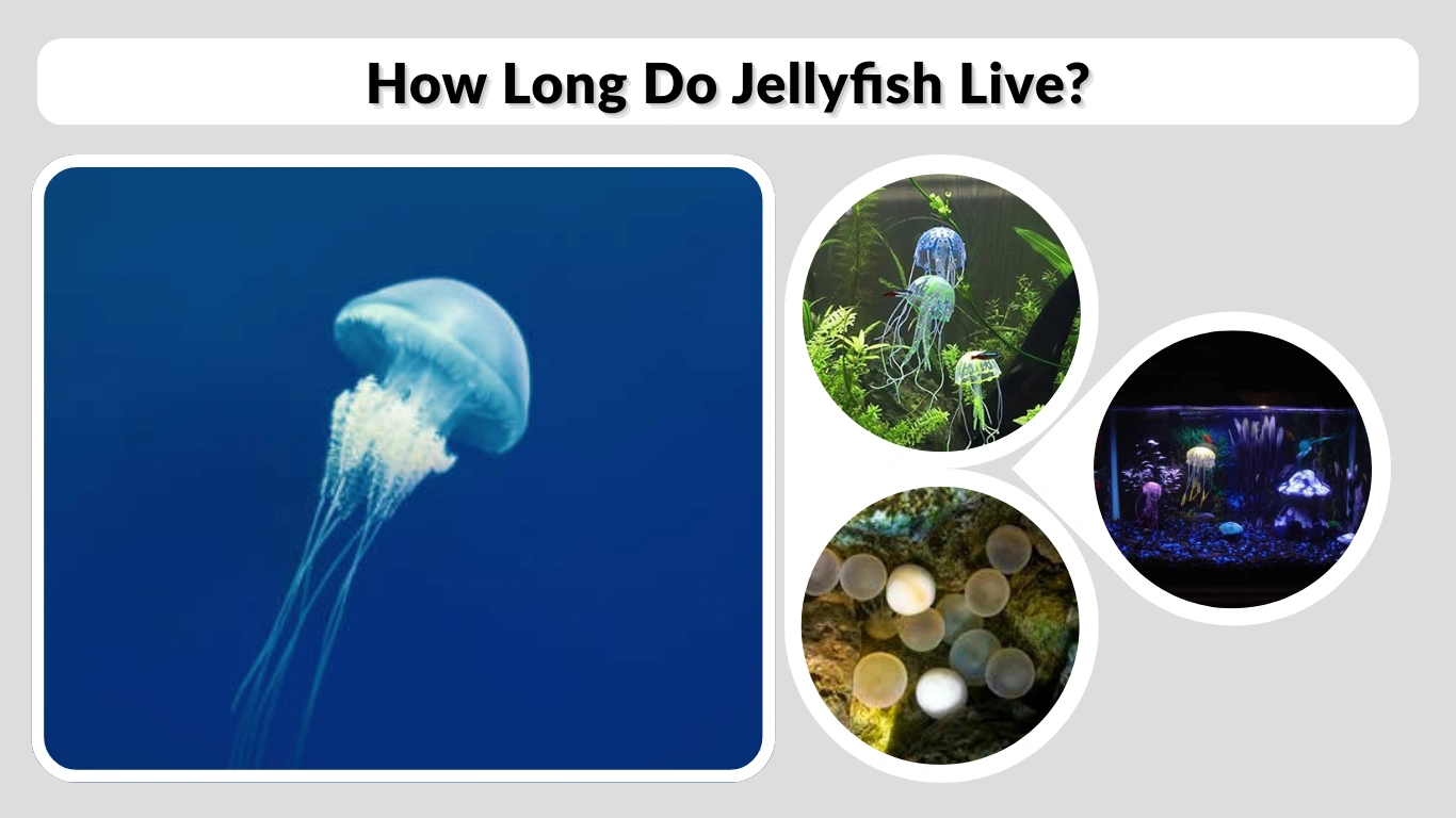 How Long Do Jellyfish Live? Jellyfish Lifespan Explained