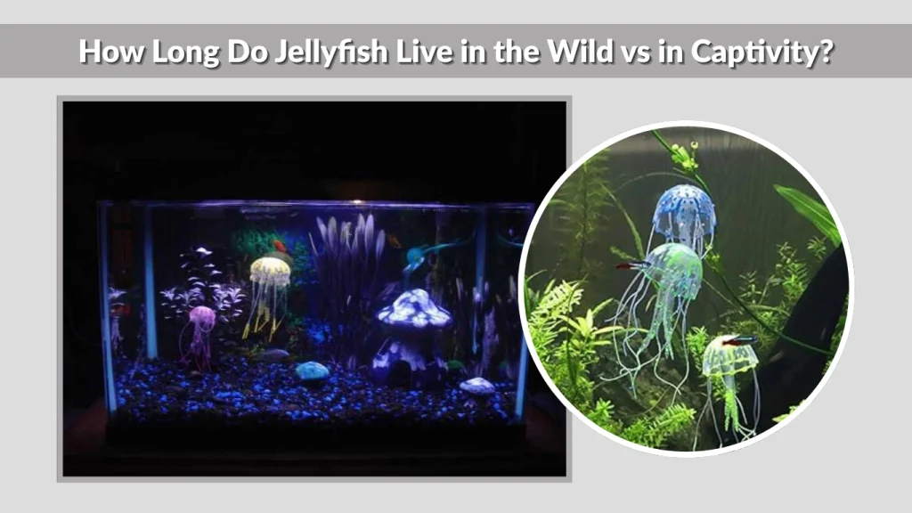 How Long Do Jellyfish Live? Jellyfish Lifespan Explained