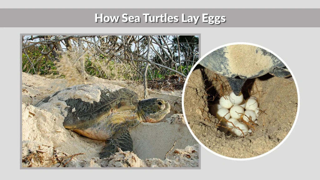Sea Turtle Eggs: How They Are Laid, Hatch & Survive