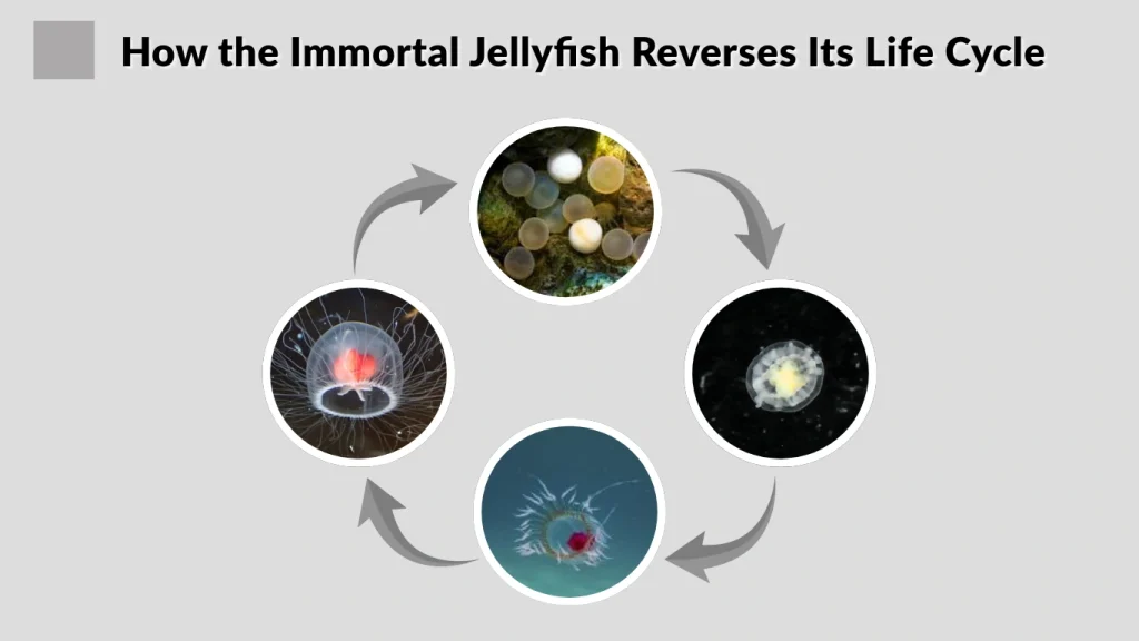 Are Jellyfish Immortal? The Truth About Jellyfish Lifespan