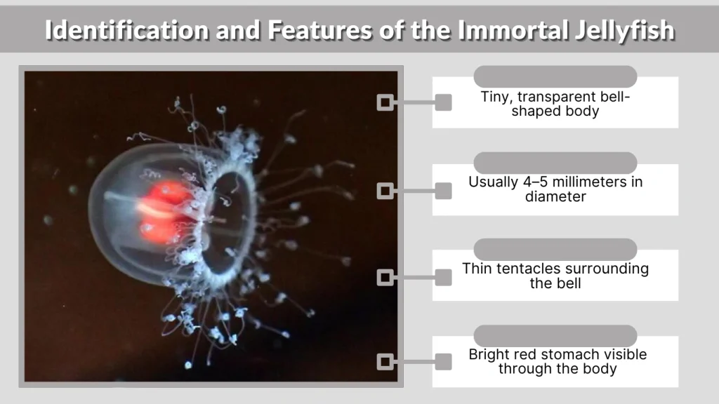 Are Jellyfish Immortal? The Truth About Jellyfish Lifespan