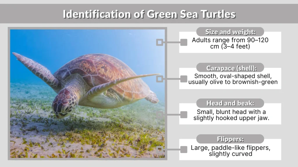 Green Sea Turtle: Diet, Habitat, Behaviors, Identification, Lifecycle ...
