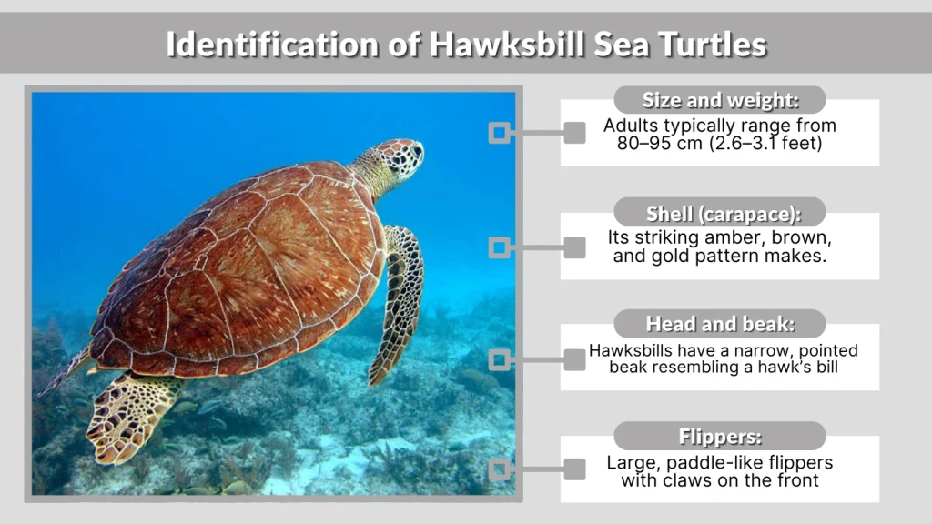 Hawksbill Sea Turtle: Diet, Habitat, Behaviors, Lifecycle, & Facts