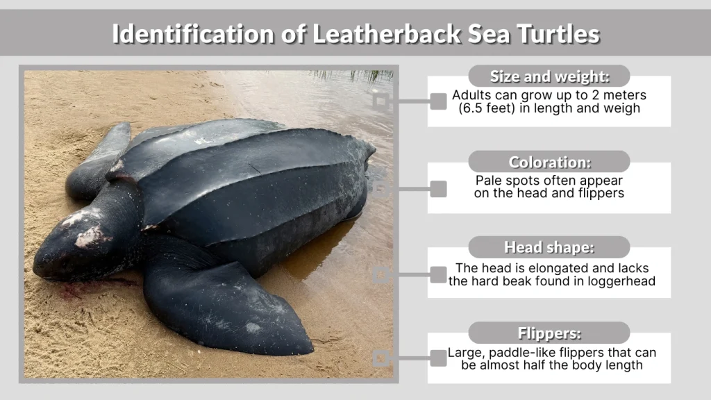 Leatherback Sea Turtles: Diet, Habitat, Behaviors, Lifecycle ...