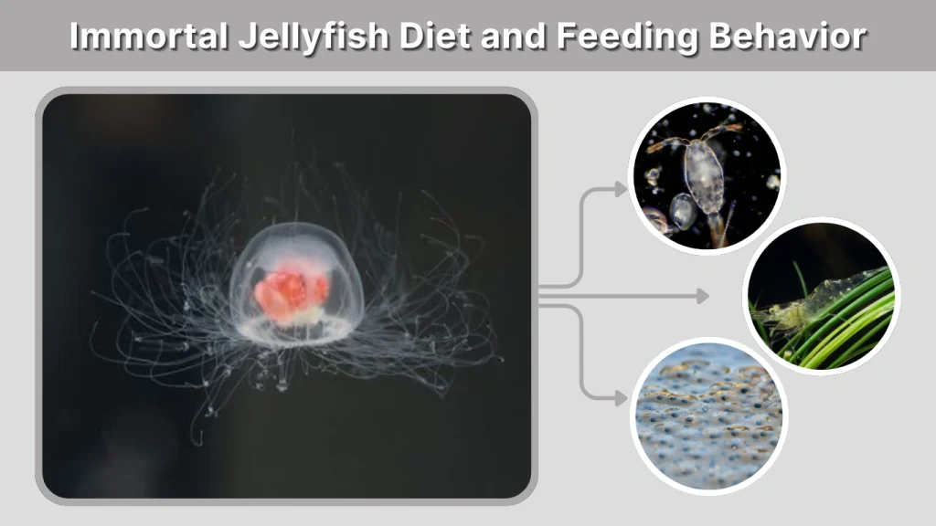 Immortal Jellyfish: Lifespan, Life Cycle, Size & Facts