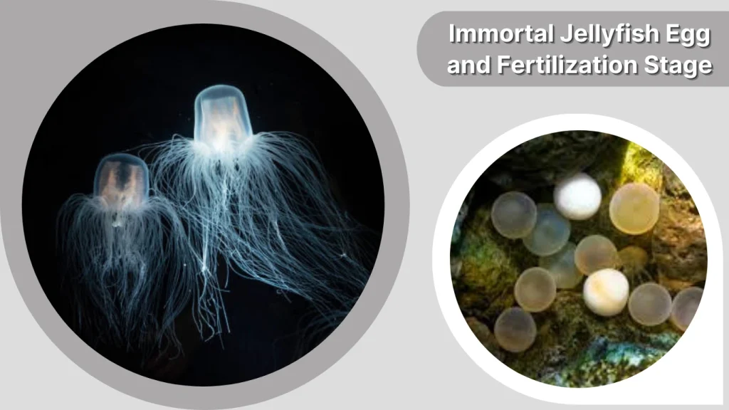 Immortal Jellyfish Life Cycle: How a Jellyfish Can Start Life Again
